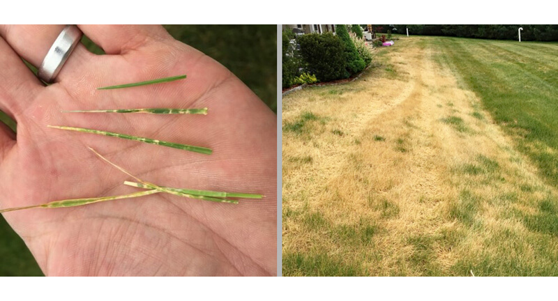 Lawn Fungus - Condray & Young
